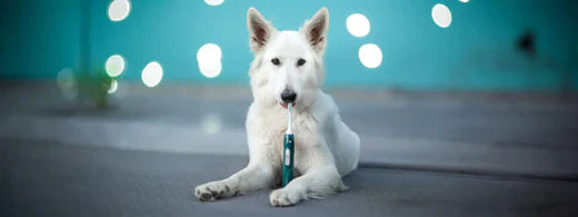 Optimal use of the emmi-pet ultrasonic toothbrush for dogs and cats